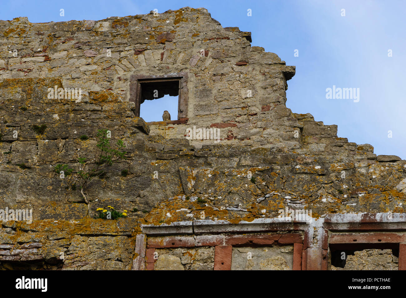 Castle ruin Homburg and nature reserve Stock Photo - Alamy