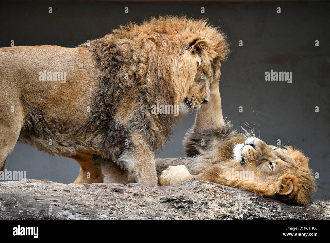 Asian lion, Panthera leo persica, male, tender, resting, captive Stock ...