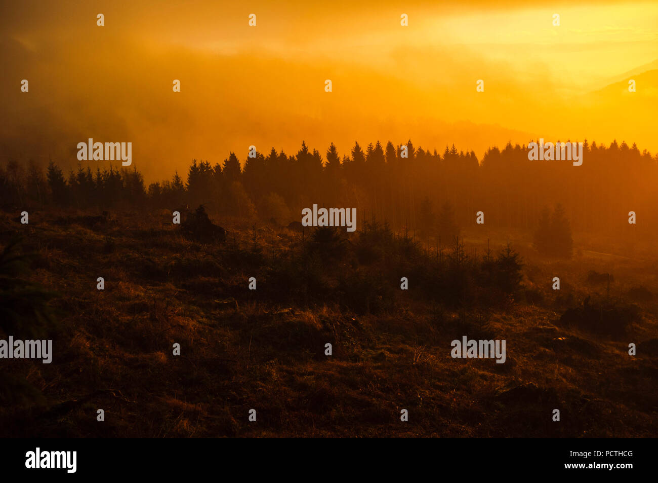 Dramatic sky with tree silhouettes Stock Photo - Alamy