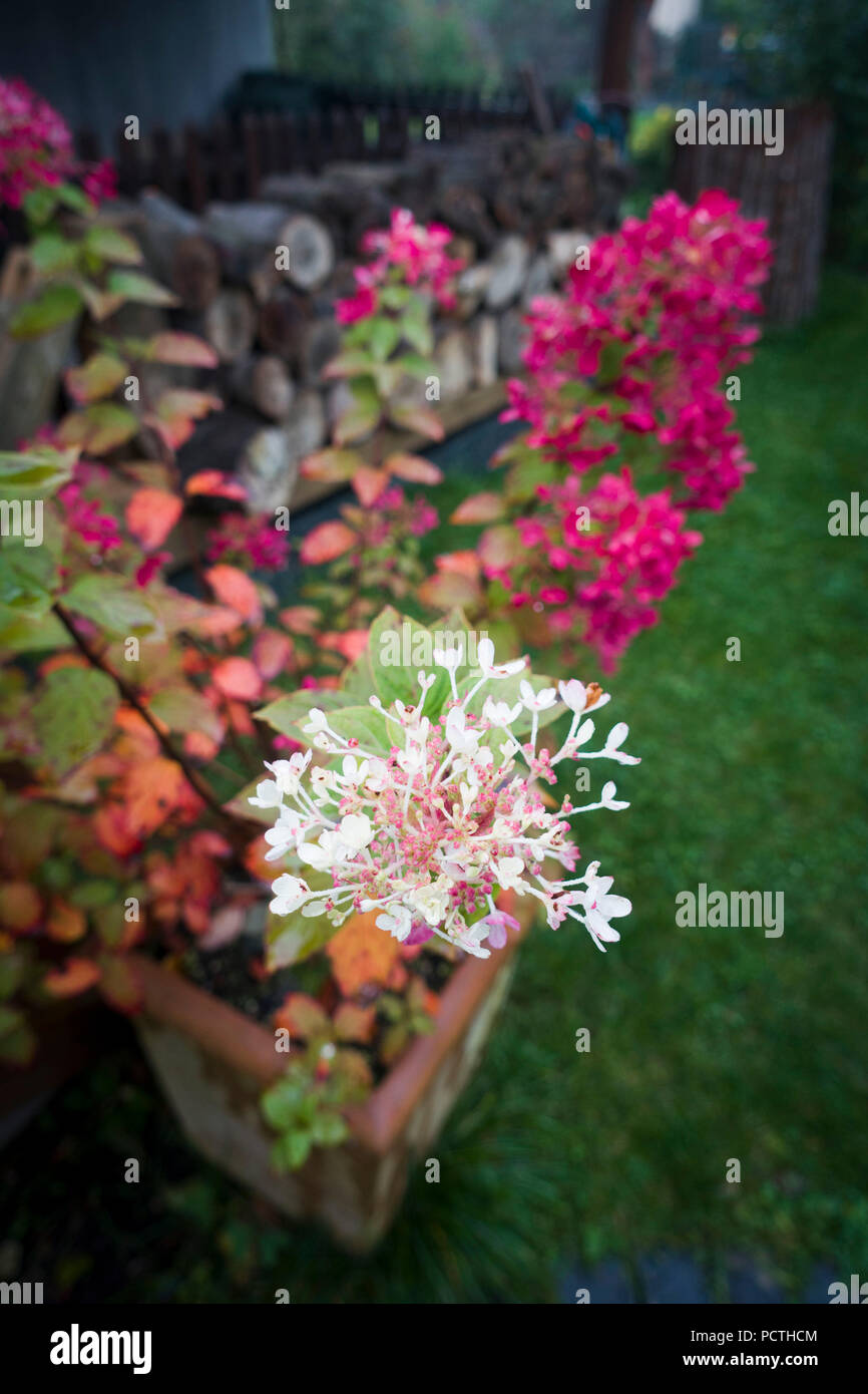 Potted plants from above hi-res stock photography and images - Alamy
