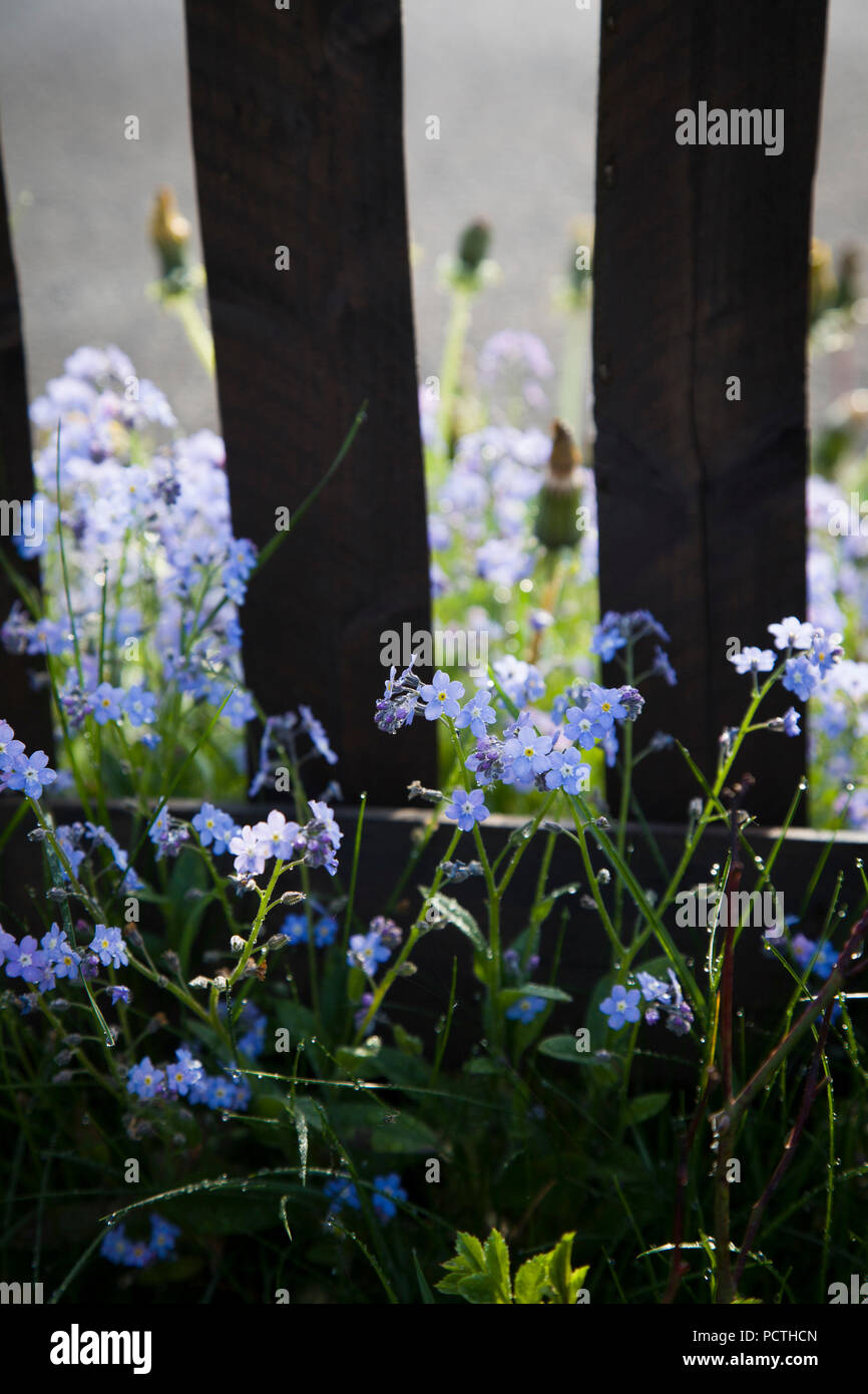 Wild Forget-me-not, Myosotis, Arnsberg Forest Nature Park ...