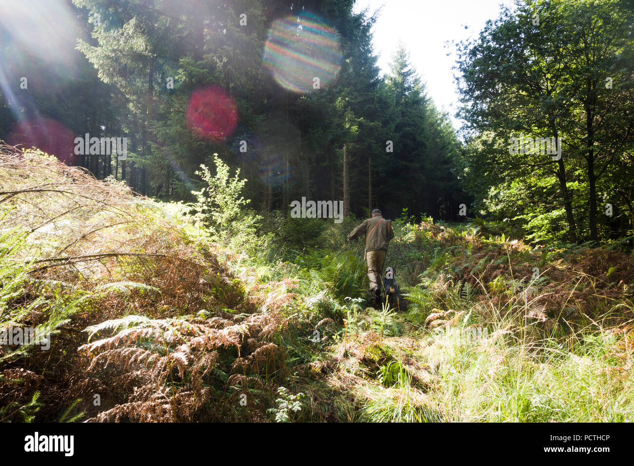 Hunter dog germany hi-res stock photography and images - Alamy