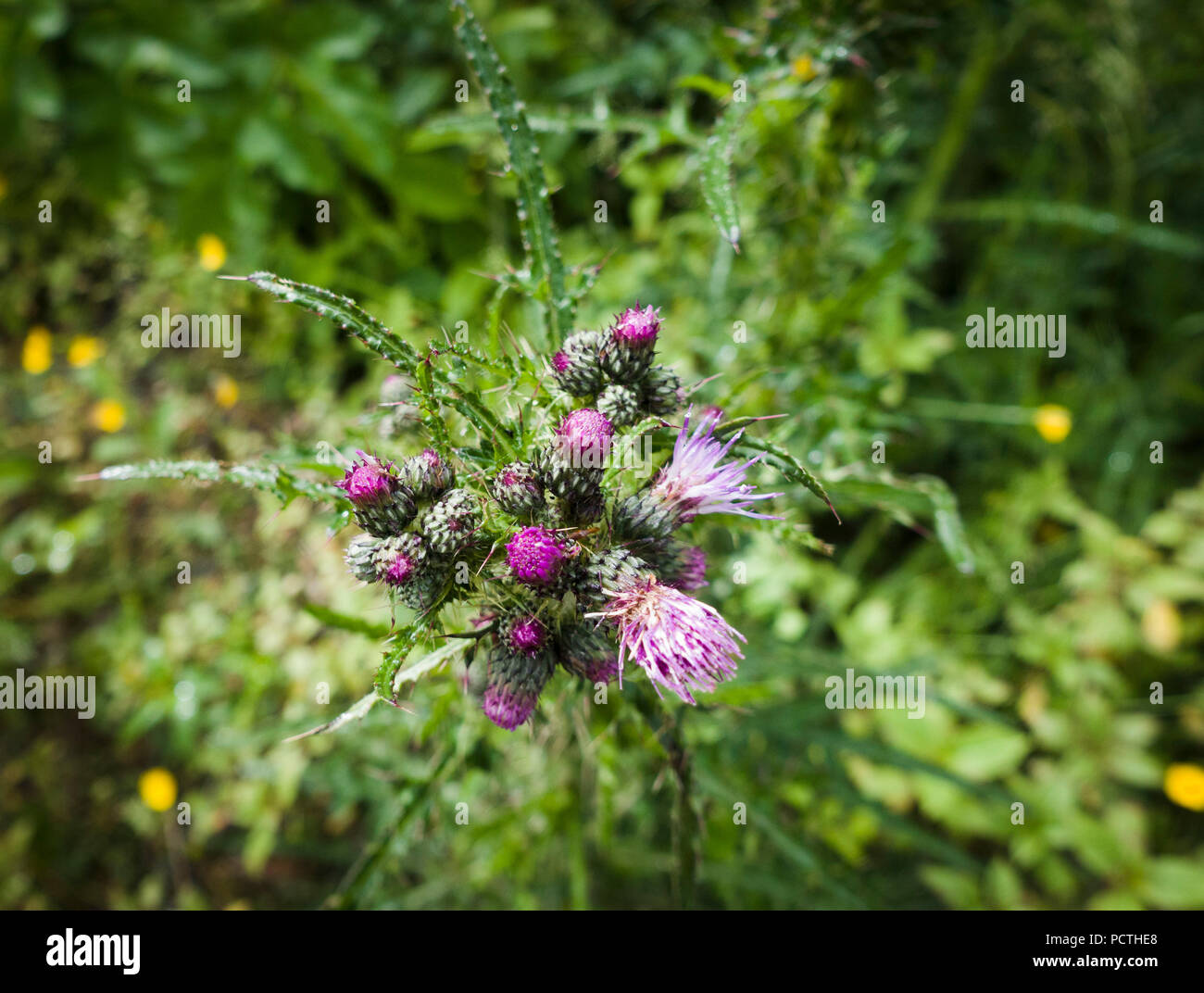 Purple thistle plants hi-res stock photography and images - Alamy