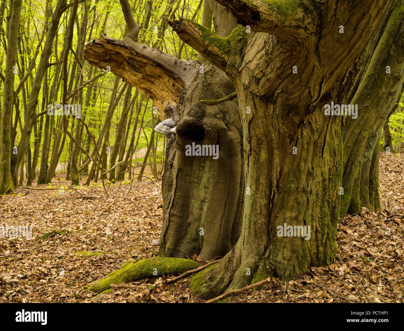 Germany, Hesse, Vöhl, nature and national park Kellerwald-Edersee ...