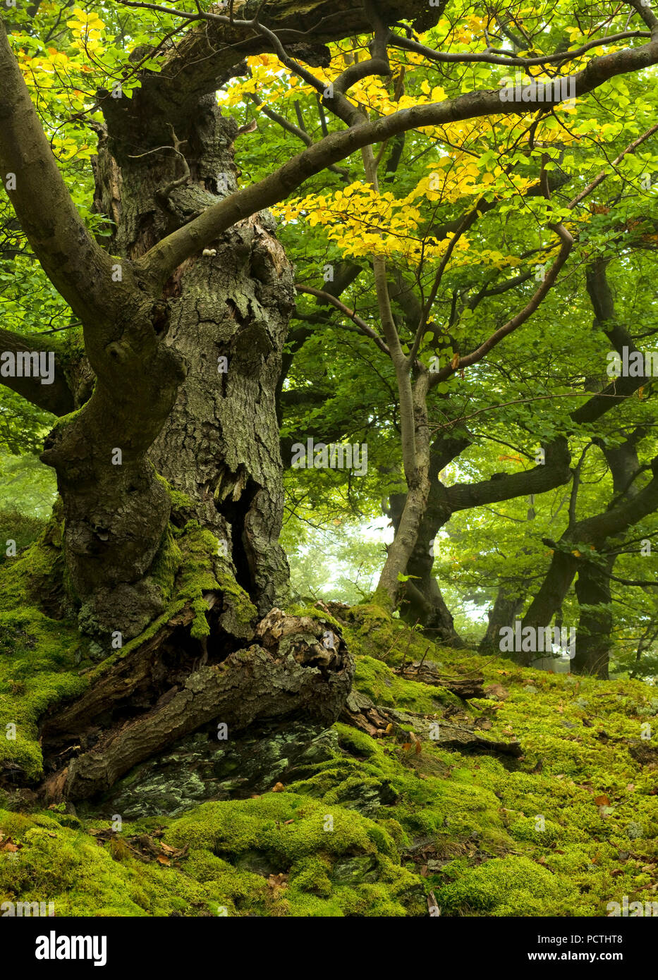 Slope copper beech hi-res stock photography and images - Alamy