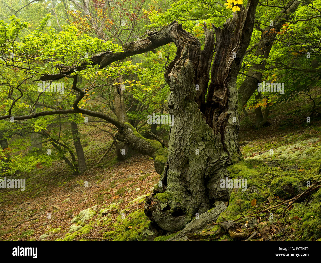 Germany, Hesse, Vöhl, nature and national park Kellerwald-Edersee ...