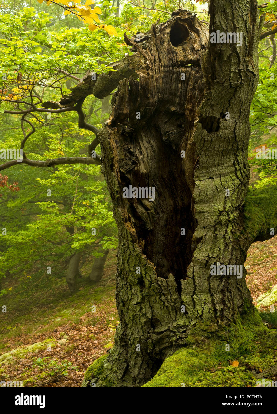 Germany, Hesse, Vöhl, nature and national park Kellerwald-Edersee ...