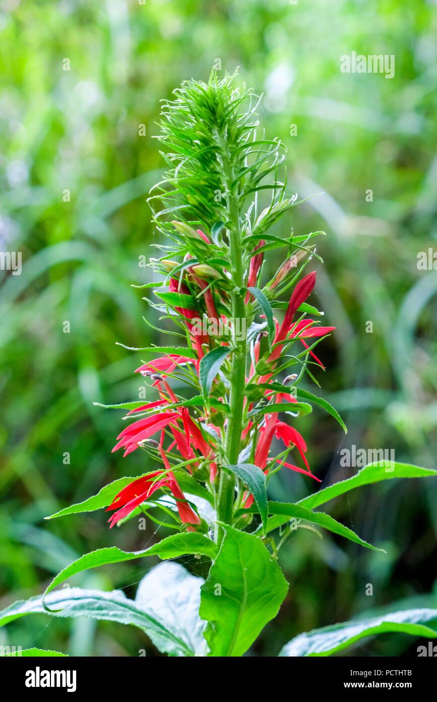 Lobelia cardinalis pond hi-res stock photography and images - Alamy