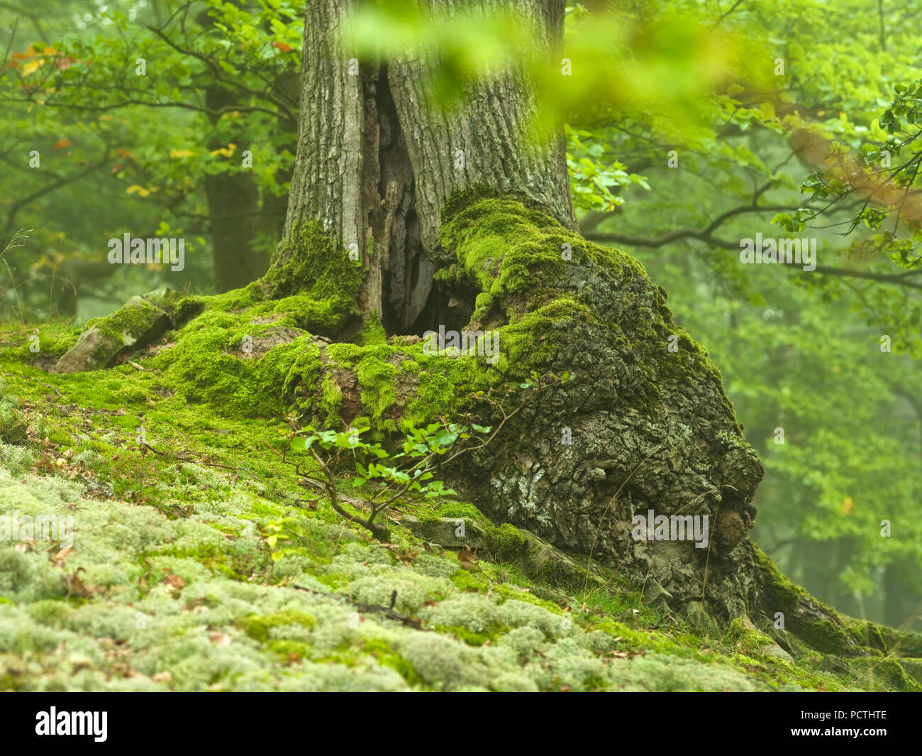 Old oaken trees hi-res stock photography and images - Alamy
