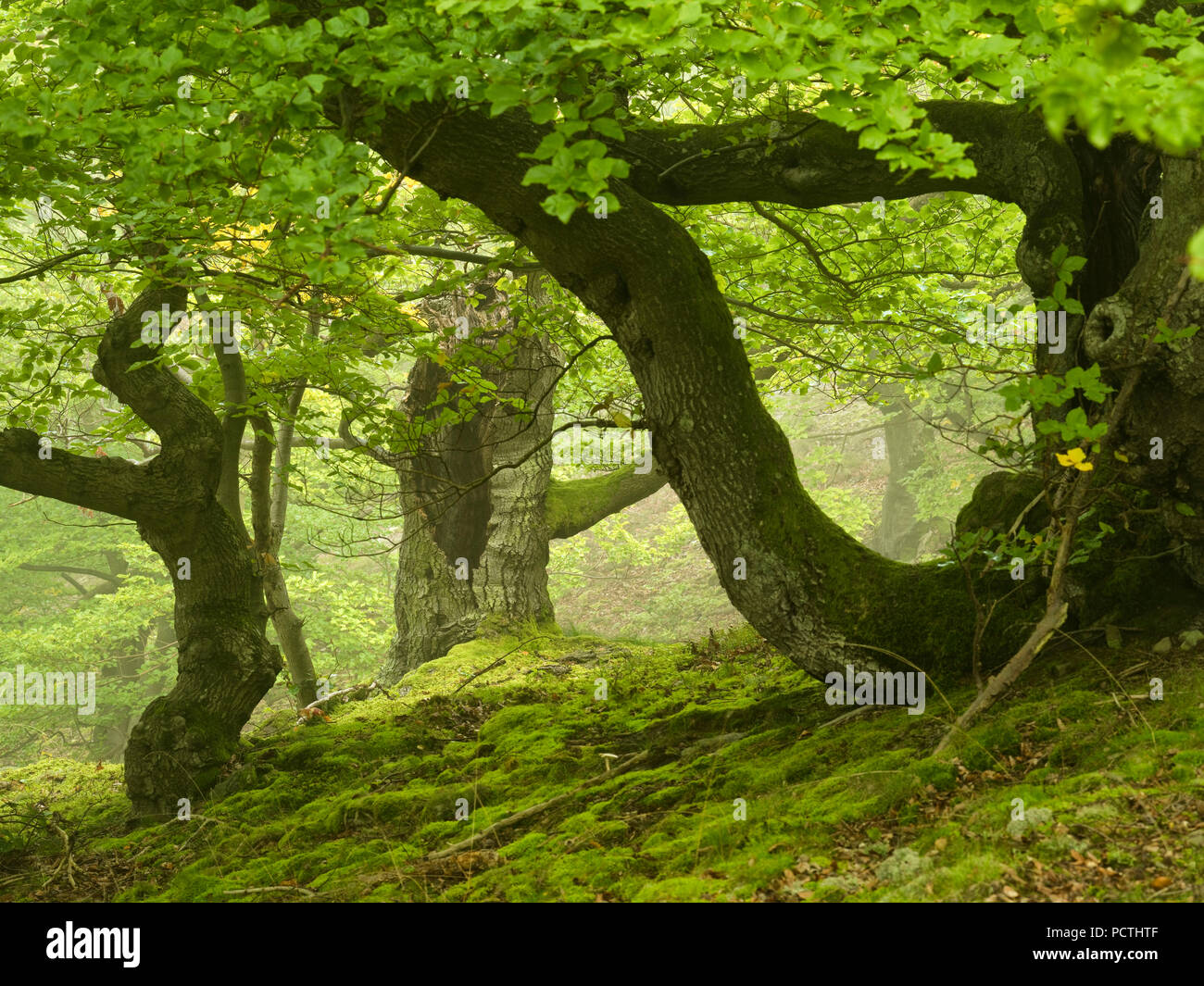 Germany, Hesse, Vöhl, nature and national park Kellerwald-Edersee ...