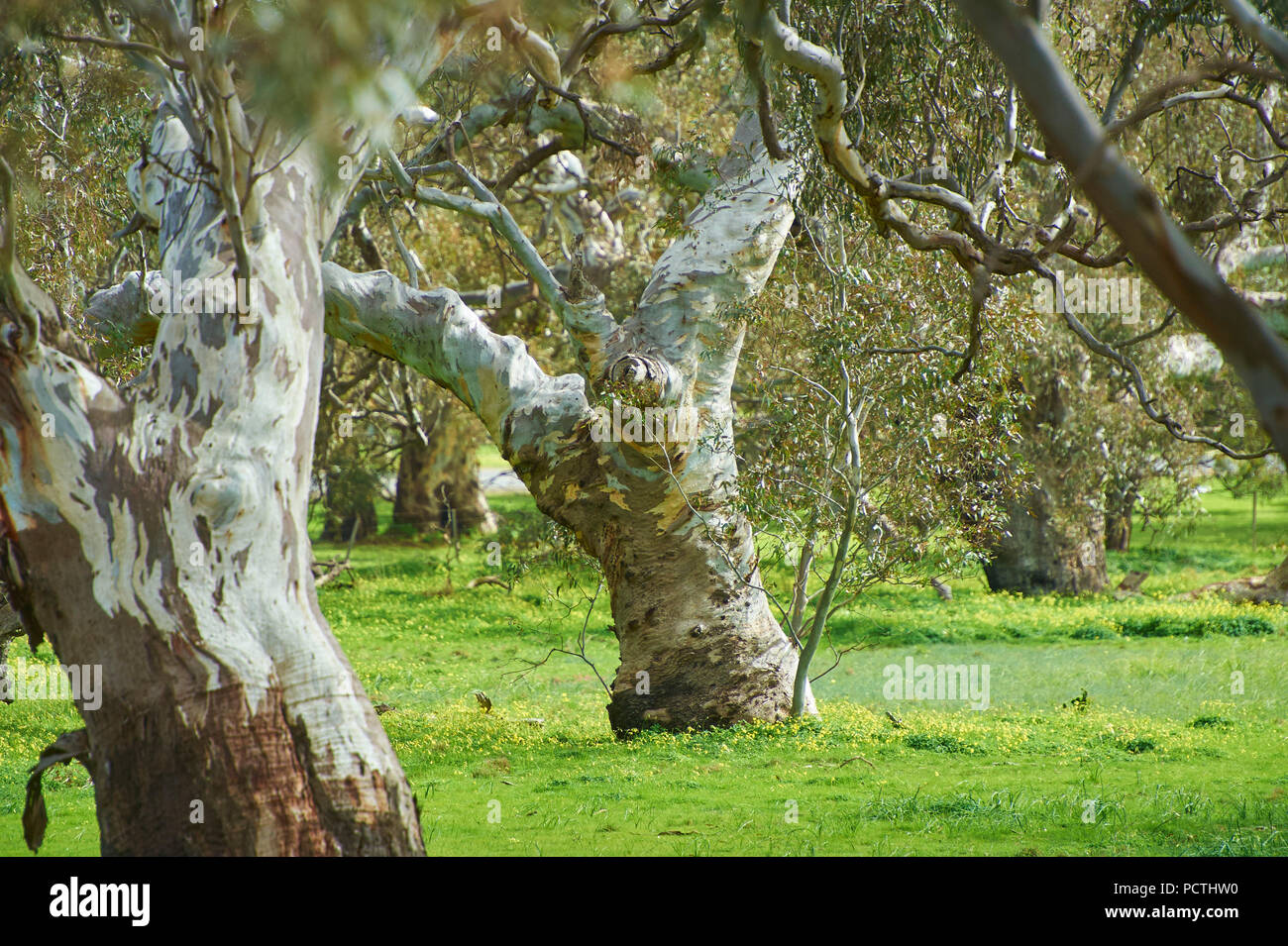 Eucalyptus (Eucalyptus), Melbourne, Victoria, Australia, Oceania Stock ...
