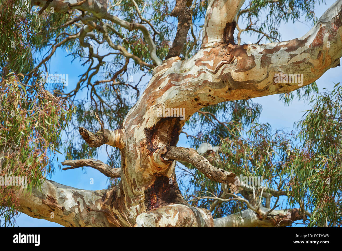 Eucalyptus (Eucalyptus), Melbourne, Victoria, Australia, Oceania Stock ...
