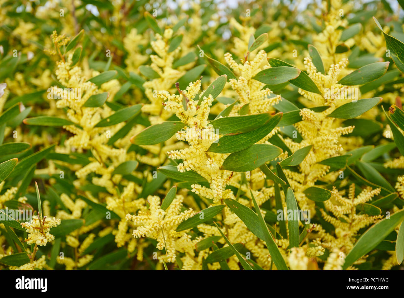 Eucalyptus bloom (Eucalyptus), blossom, Victoria, Australia, Oceania ...