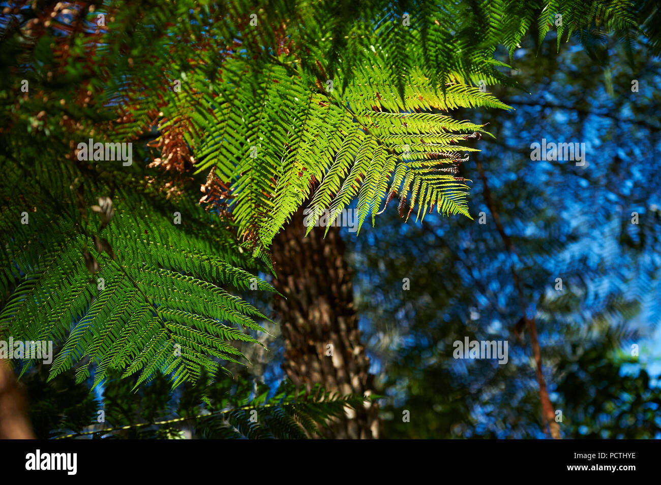 Landscape, rainforest, tree fern (Dicksonia antarctica), Dandenong ...