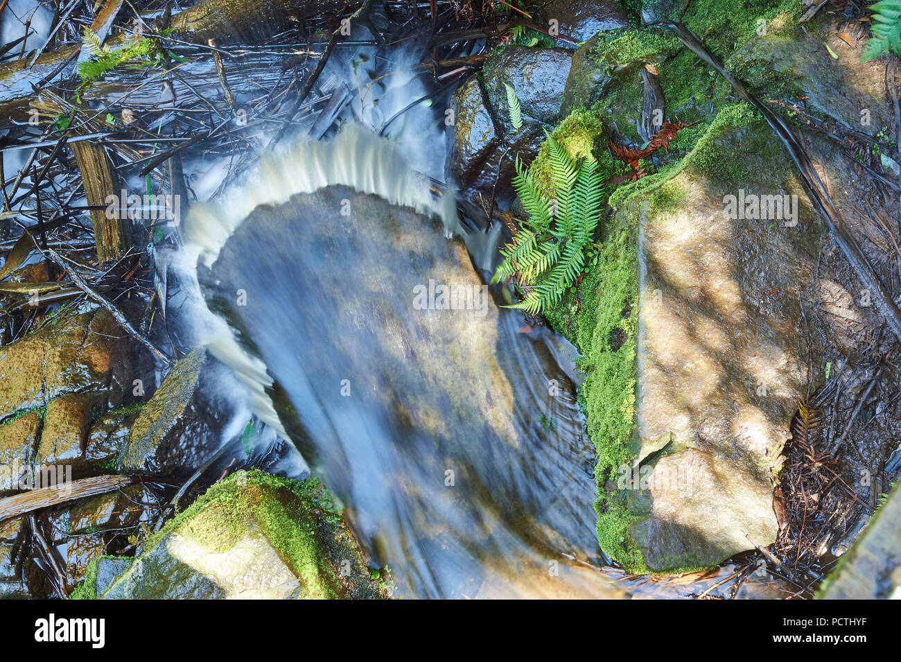 Eucalyptus trees sherbrooke forest dandenongs hi-res stock photography ...