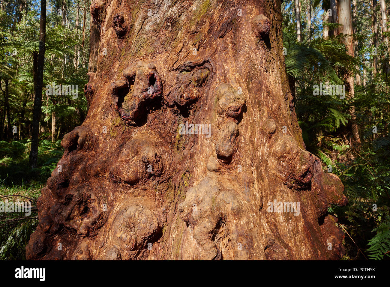 Tree trunk, rainforest, Dandenong Ranges National Park, Melbourne ...