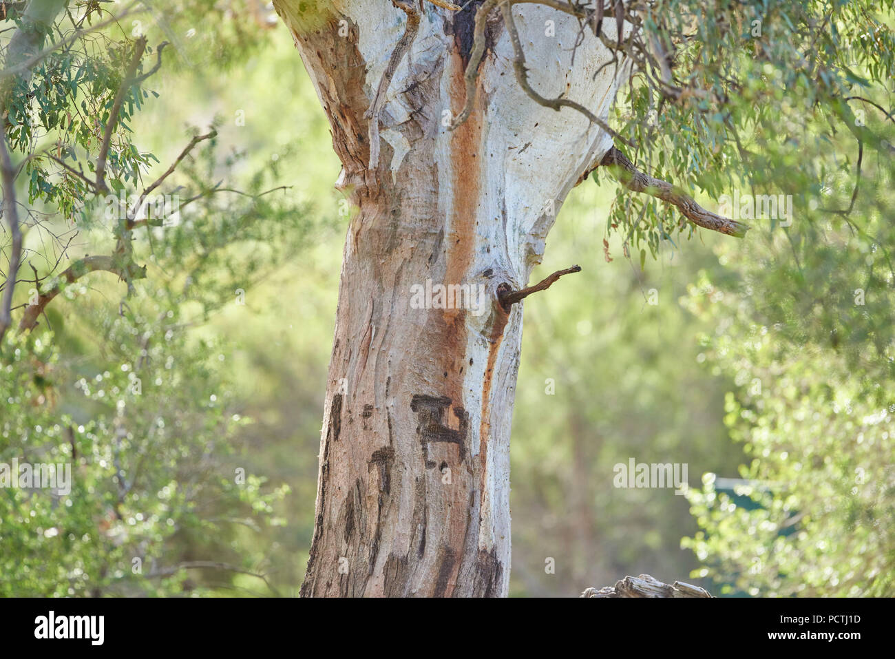 Eucalyptus (Eucalyptus), Melbourne, Victoria, Australia, Oceania Stock ...