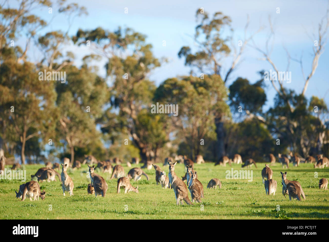 Kangaroo pack, Eastern Gray Kangaroo (Macropus giganteus), meadow ...
