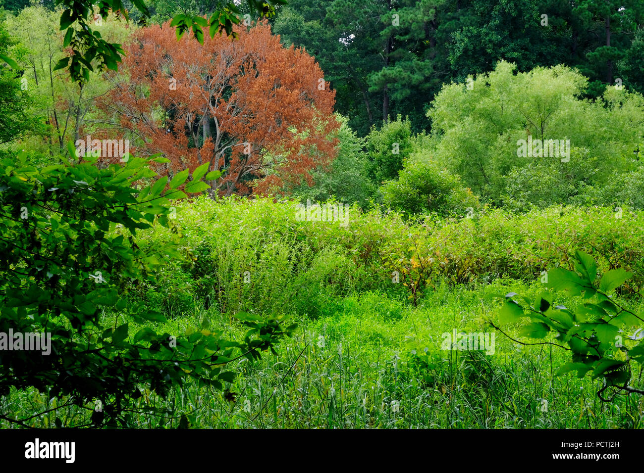 Lush growth of the wetlands during summer at Yates Mill County Park in ...