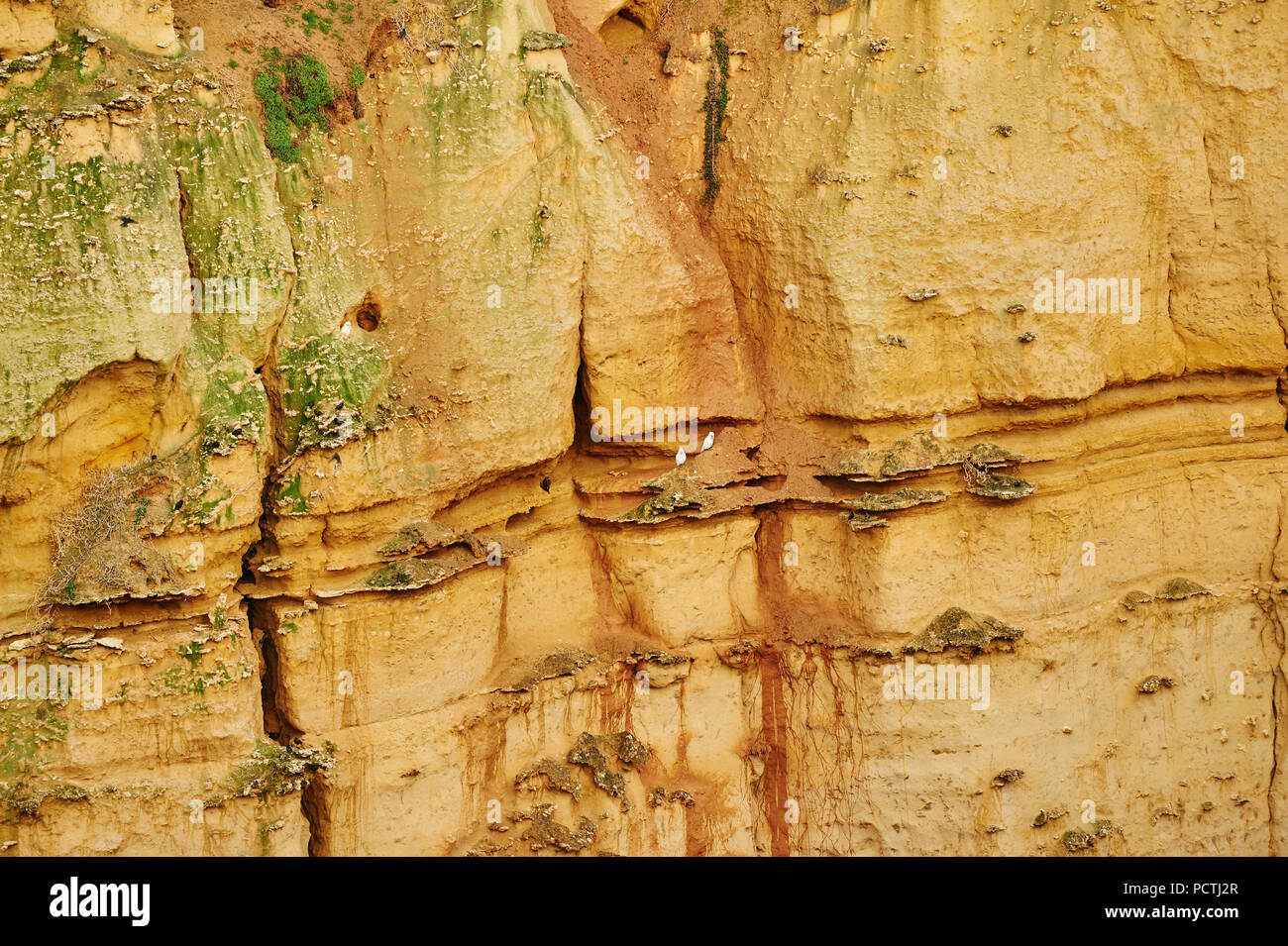 Detail of the stone wall of the Twelve Apostles, Great Ocean Road, Port ...