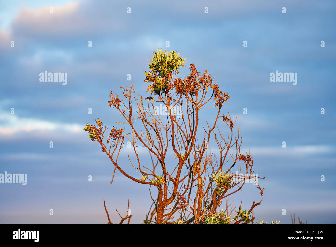 Almost completely dehydrated tree in the inland, Victoria, Australia ...