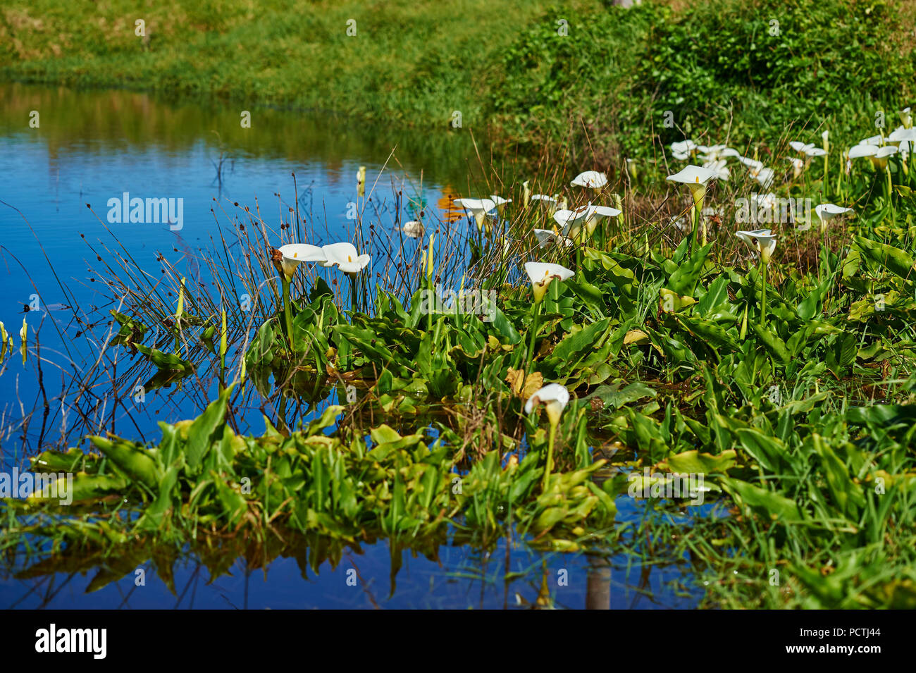 White calla bog arum marsh hi-res stock photography and images - Alamy