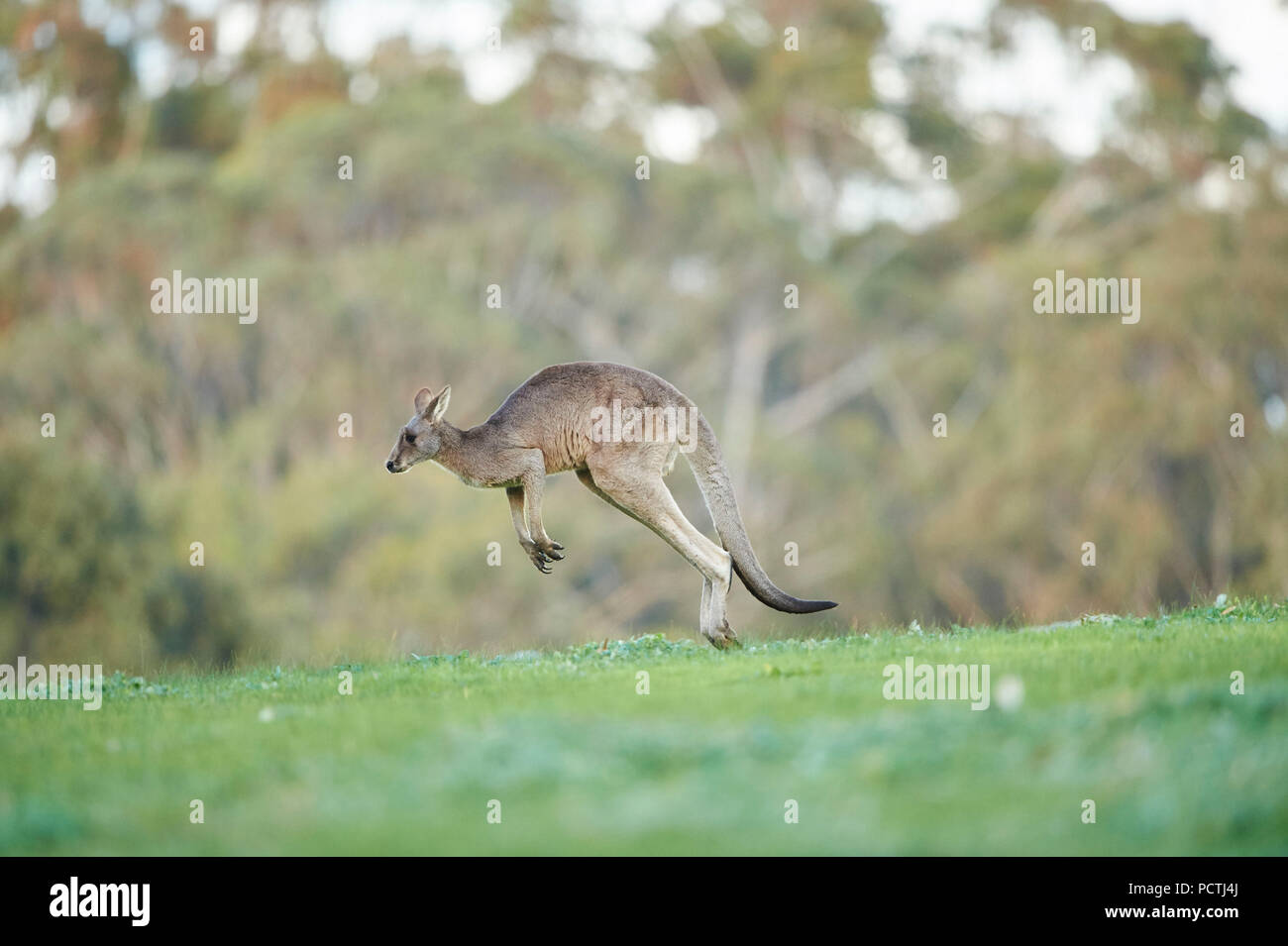 Eastern Gray Kangaroo (Macropus giganteus), Meadow, side view, jumping ...
