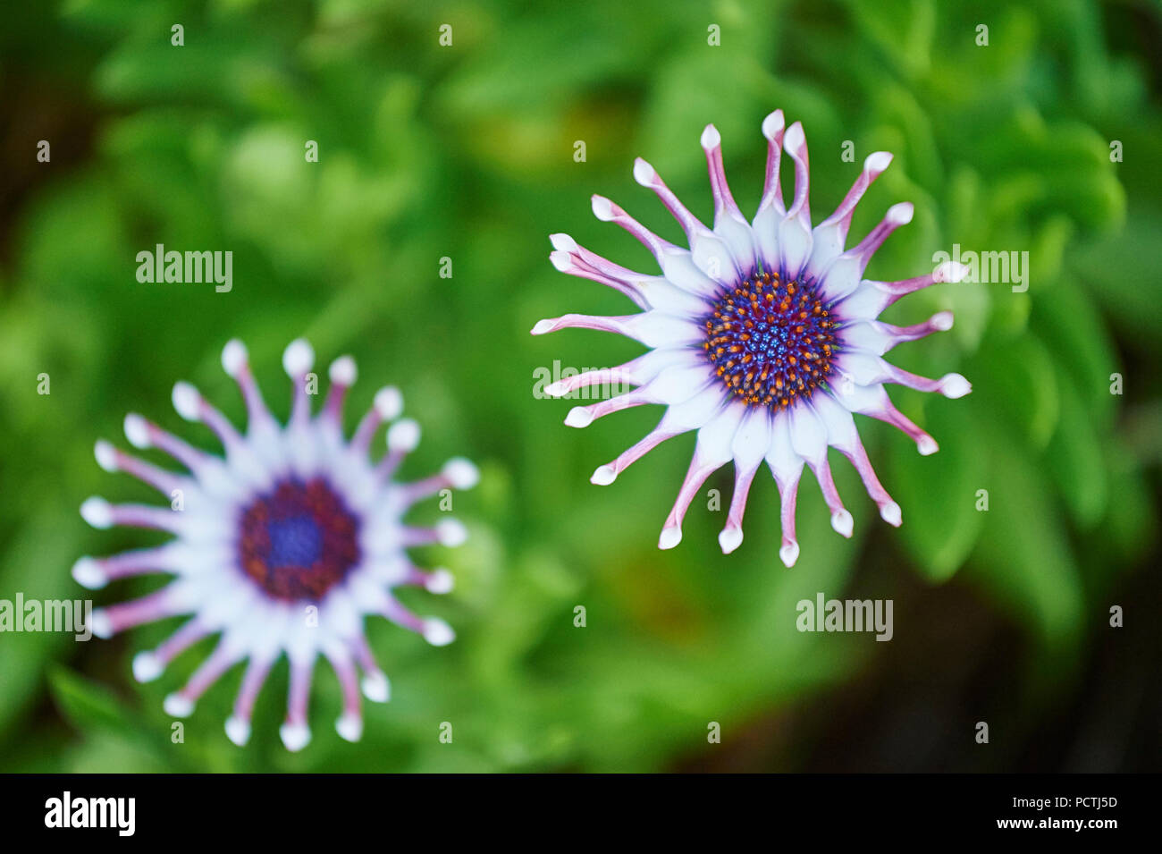 Daisybushes (Osteospermum), African daisies, flower, Victoria ...