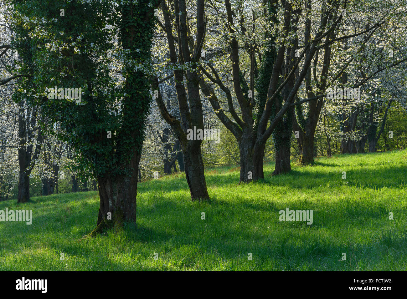 Blooming old cherry trees in spring, Kleinheubach, Miltenberg, Main ...