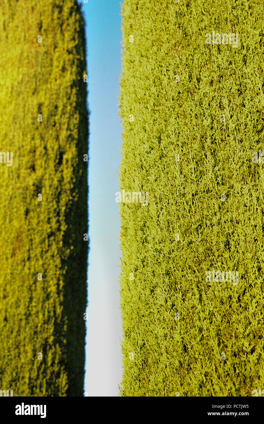 Ornamental cypress hi-res stock photography and images - Alamy