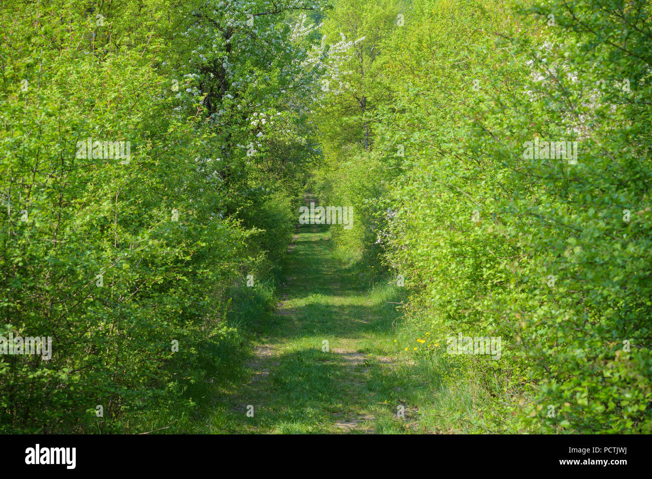 Overgrown hedge hi-res stock photography and images - Alamy