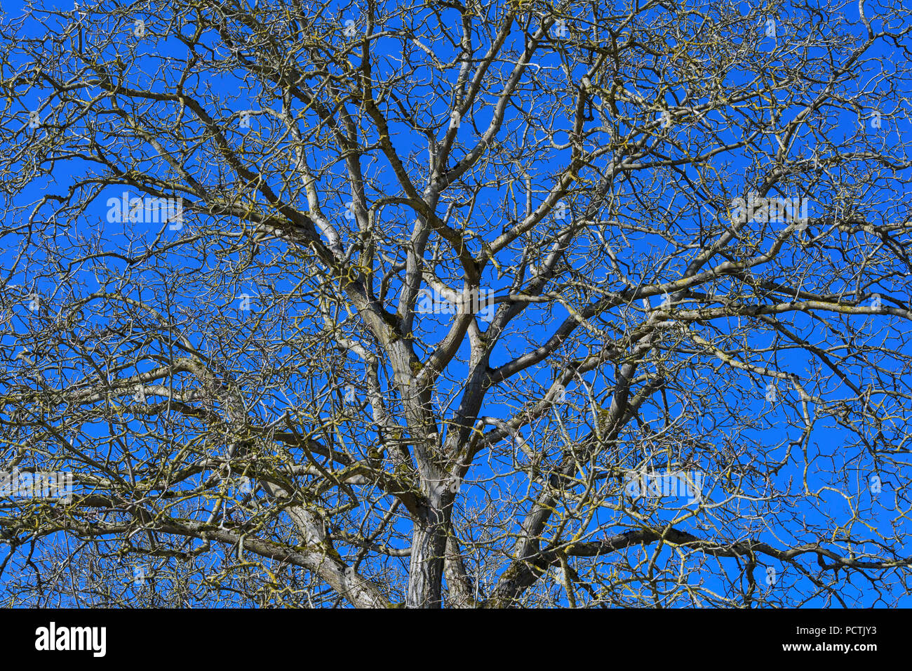 Bald tree in spring hi-res stock photography and images - Alamy
