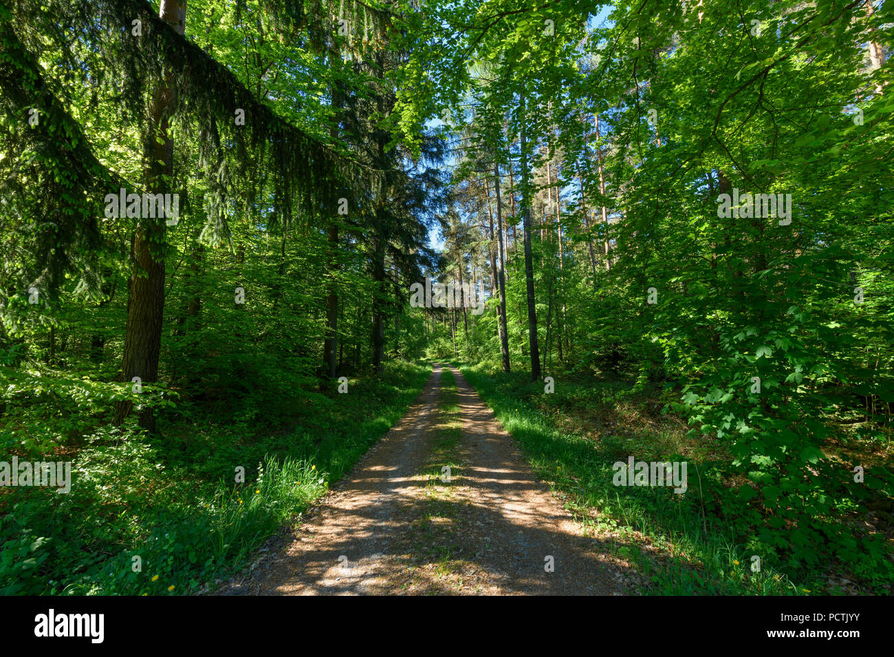 Forest path in spring, Walldürn, Neckar Odenwald District, Baden ...