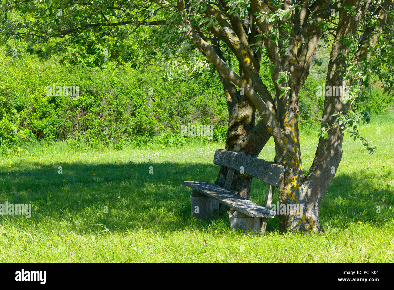 Bench under tree, Walldürn, Neckar Odenwald District, Baden-Württemberg ...