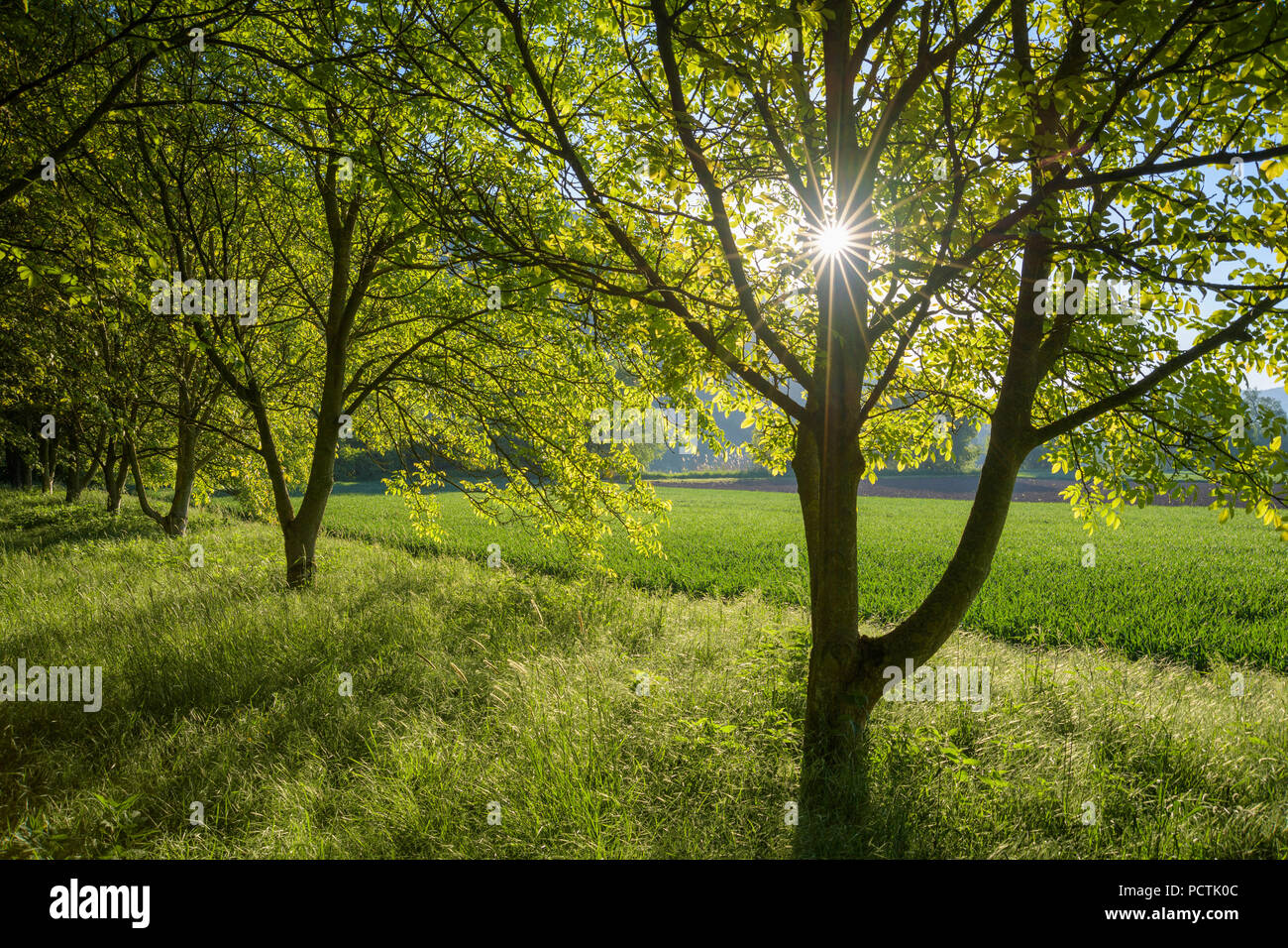 Walnut river hi-res stock photography and images - Alamy
