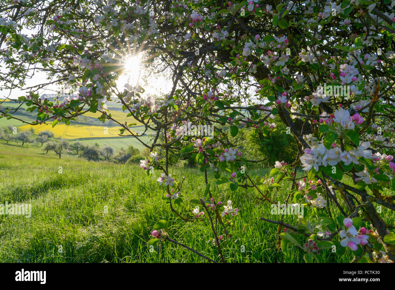 Apple tree blossoms with sun in spring, Reicholzheim, Wertheim ...