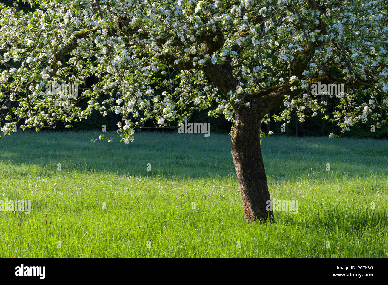 Blooming apple tree in the meadow in spring, Reicholzheim, Wertheim ...