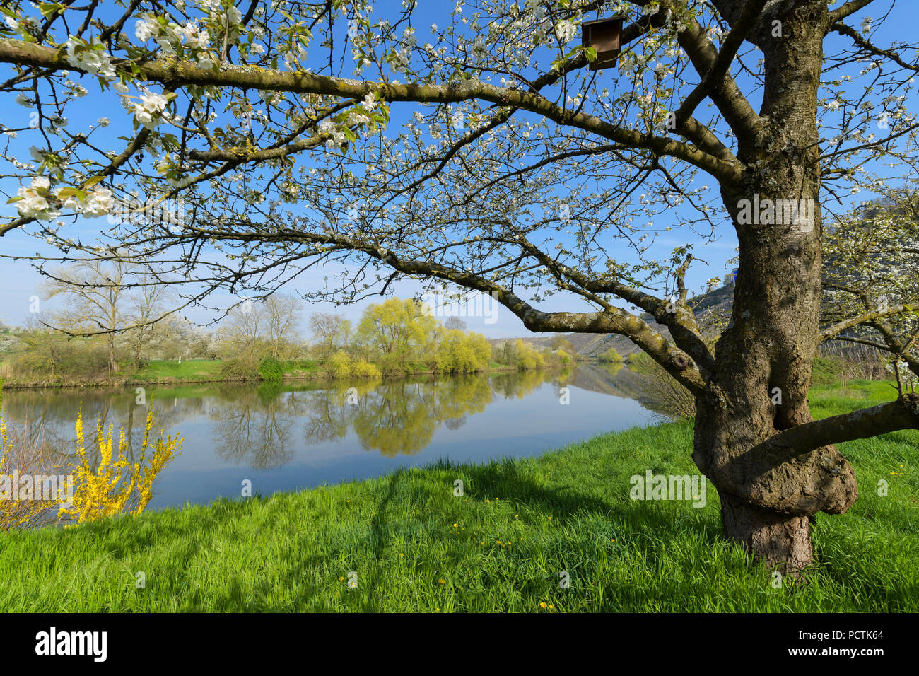 Neckar river with cherry tree in spring, Hessigheim, River Neckar ...
