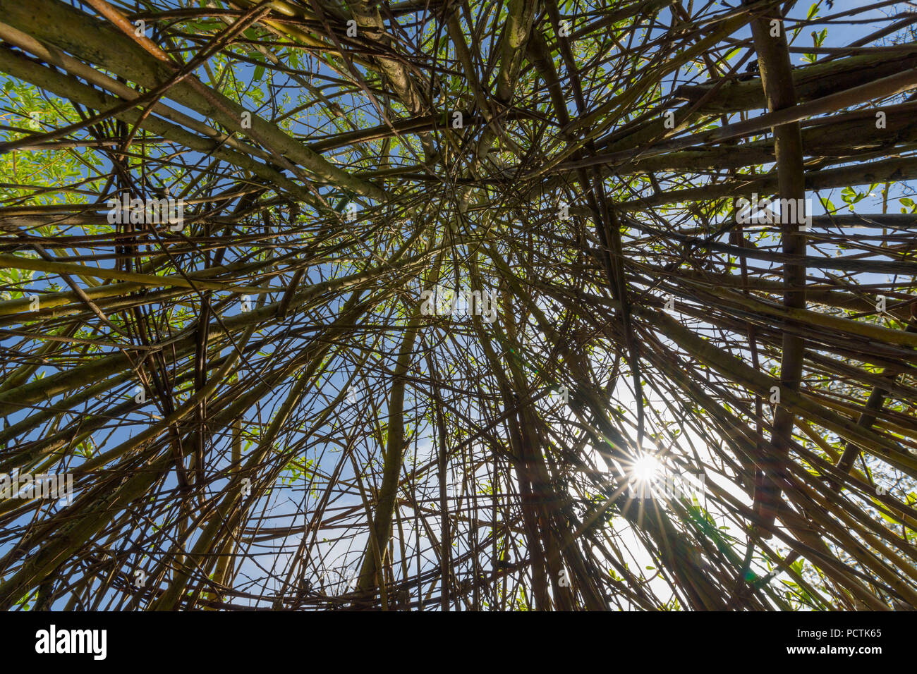 Willow tree igloo from the inside with sun hi-res stock photography and ...
