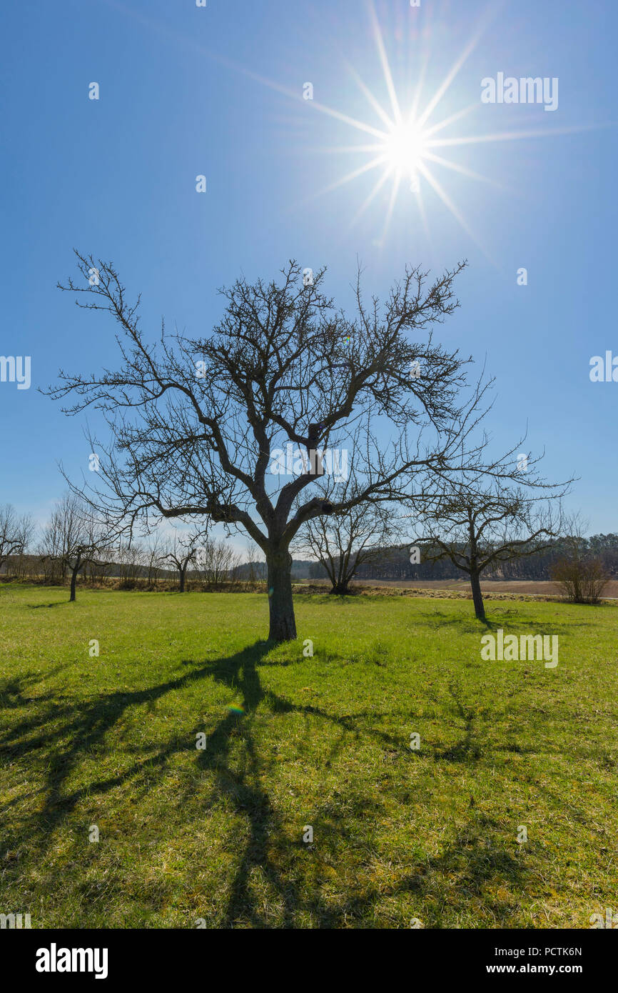 Bald apple tree with sun in spring hi-res stock photography and images ...