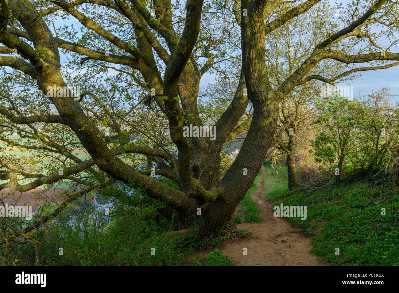 Path with old oak tree near river loop in spring hi-res stock ...