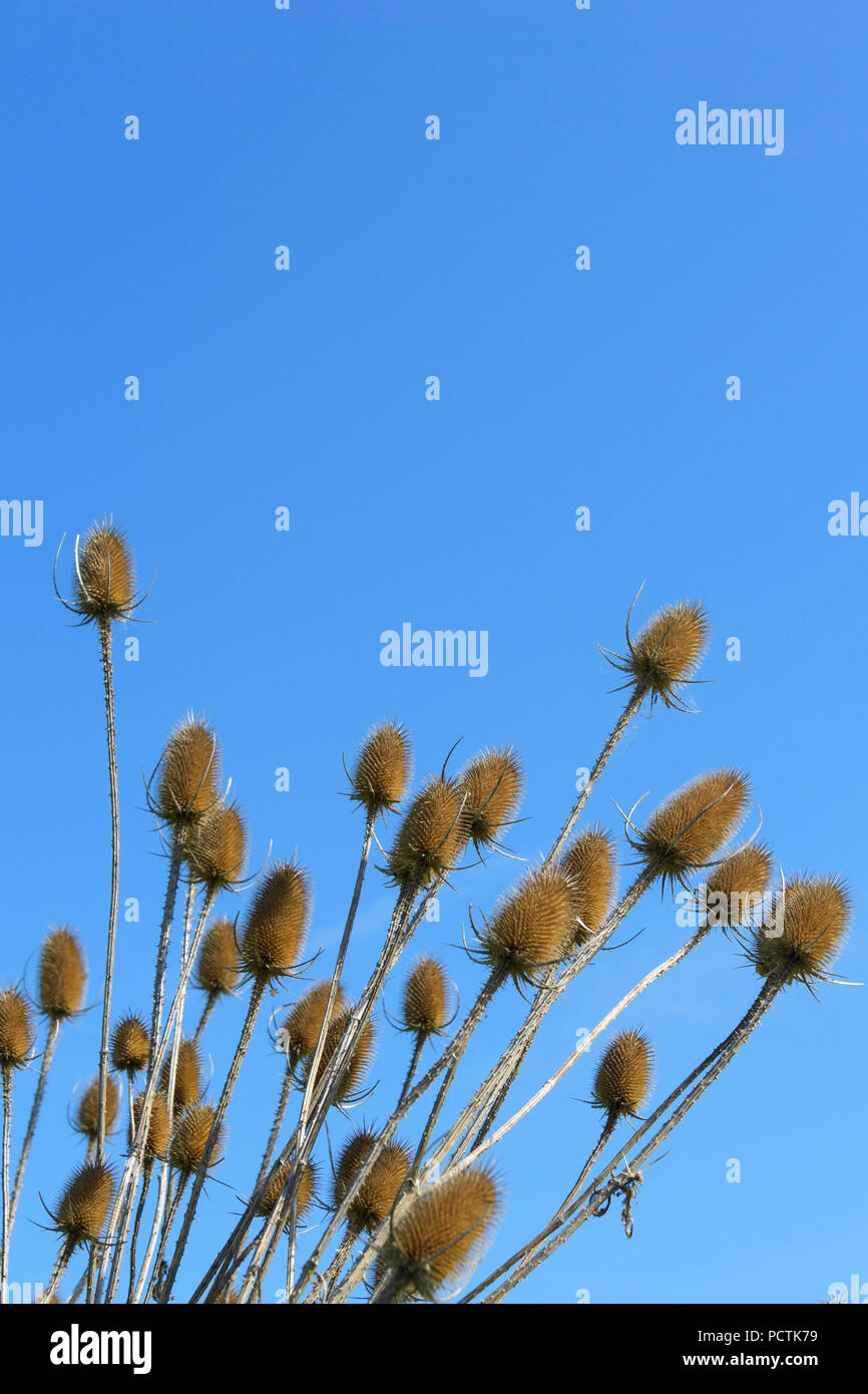 Dried thistle, Germany Stock Photo - Alamy