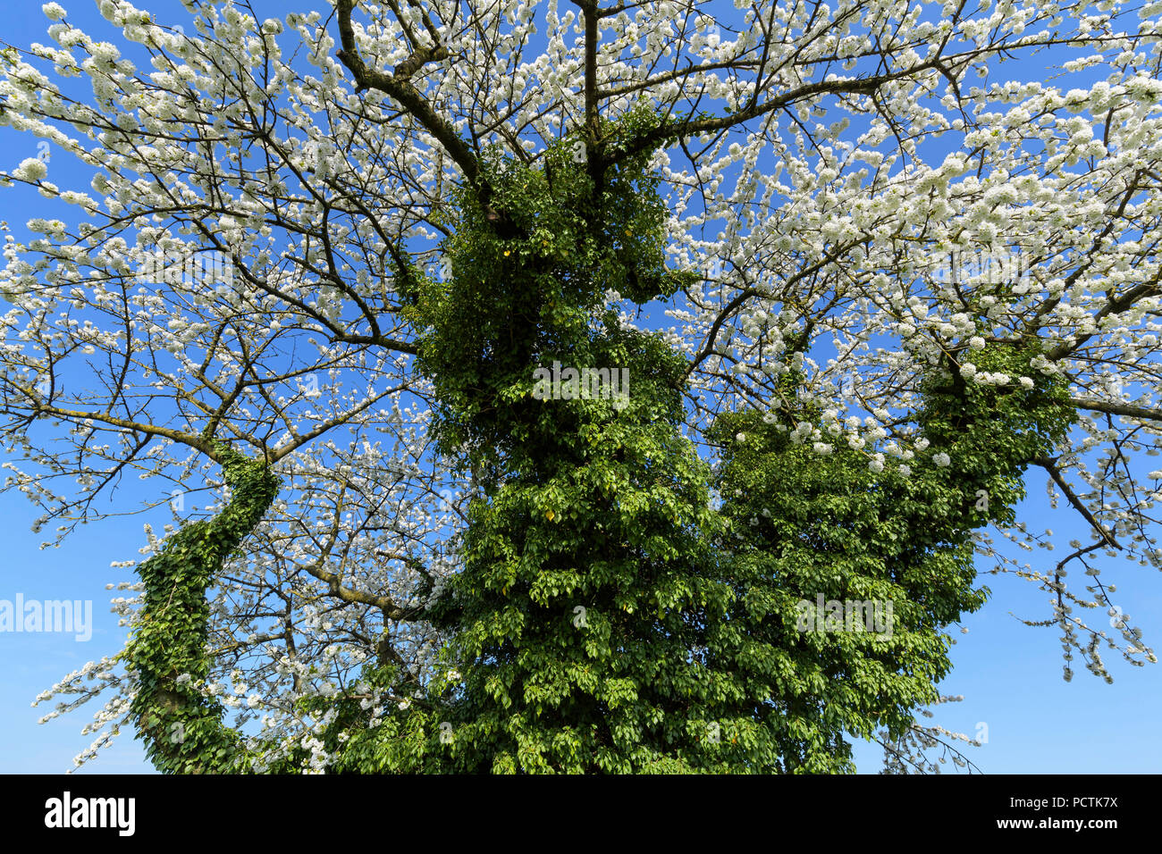 Cherry tree ivy hi-res stock photography and images - Alamy