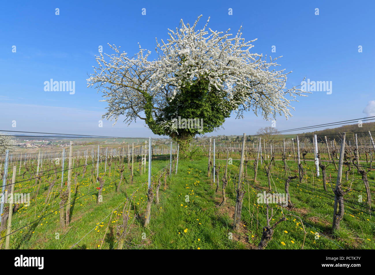 Blooming cherry tree overgrown with ivy in vineyard hi-res stock ...
