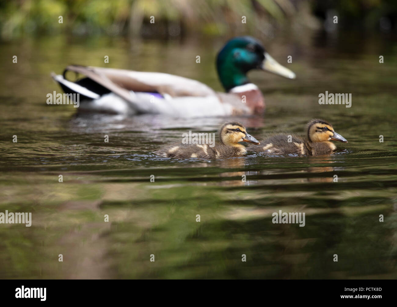 Cute little fluffy duckling babies with dad Stock Photo - Alamy