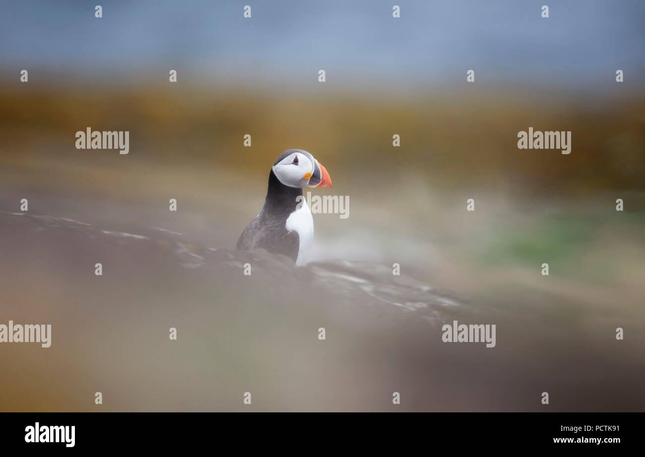 Very cute puffin from Isle of May Scotland Stock Photo - Alamy