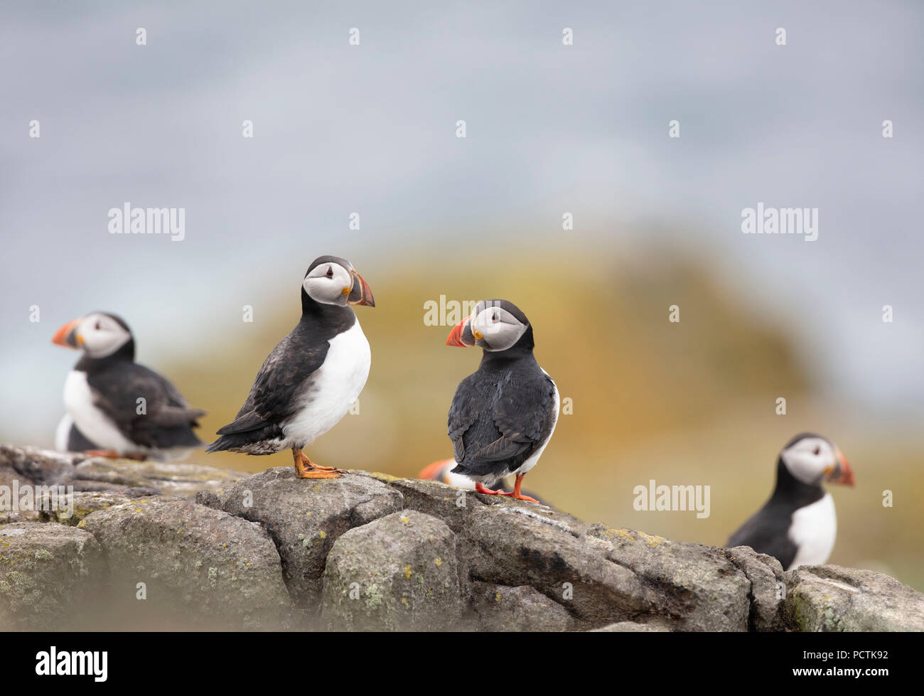 Very cute puffins from isle of may scotland hi-res stock photography ...