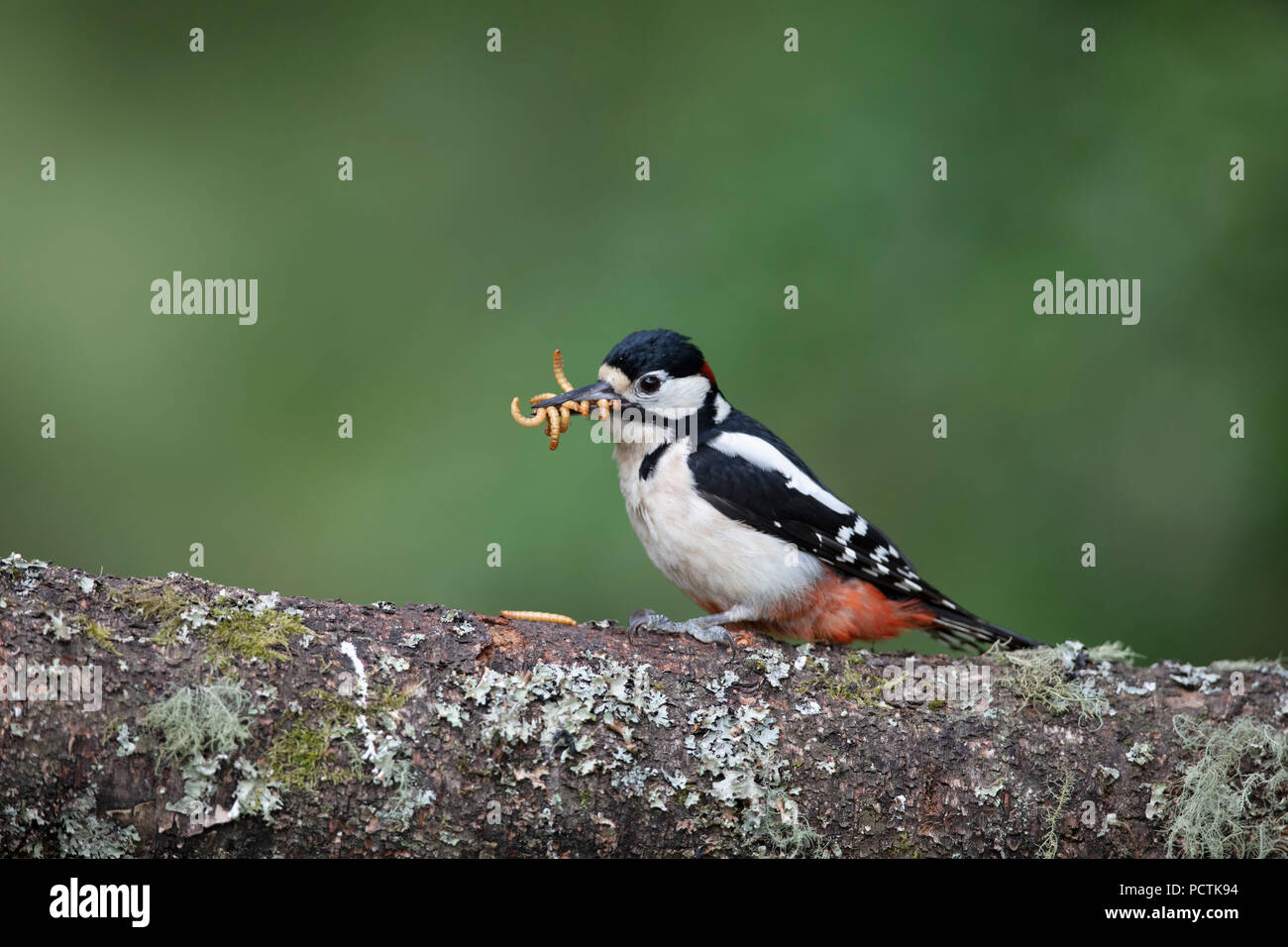 Woodpecker with food in its beak Stock Photo - Alamy