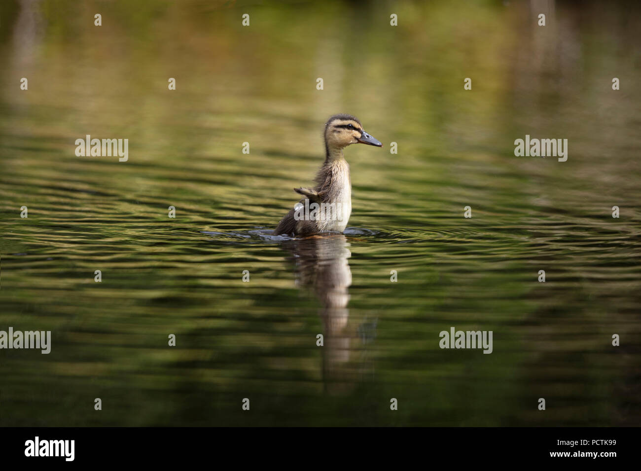 cute little duckling flapping very tiny wings Stock Photo - Alamy