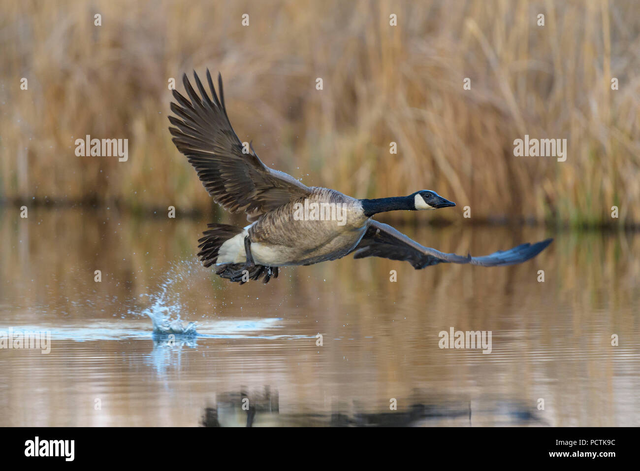 Canada goose, Branta canadensis, at departure Stock Photo - Alamy